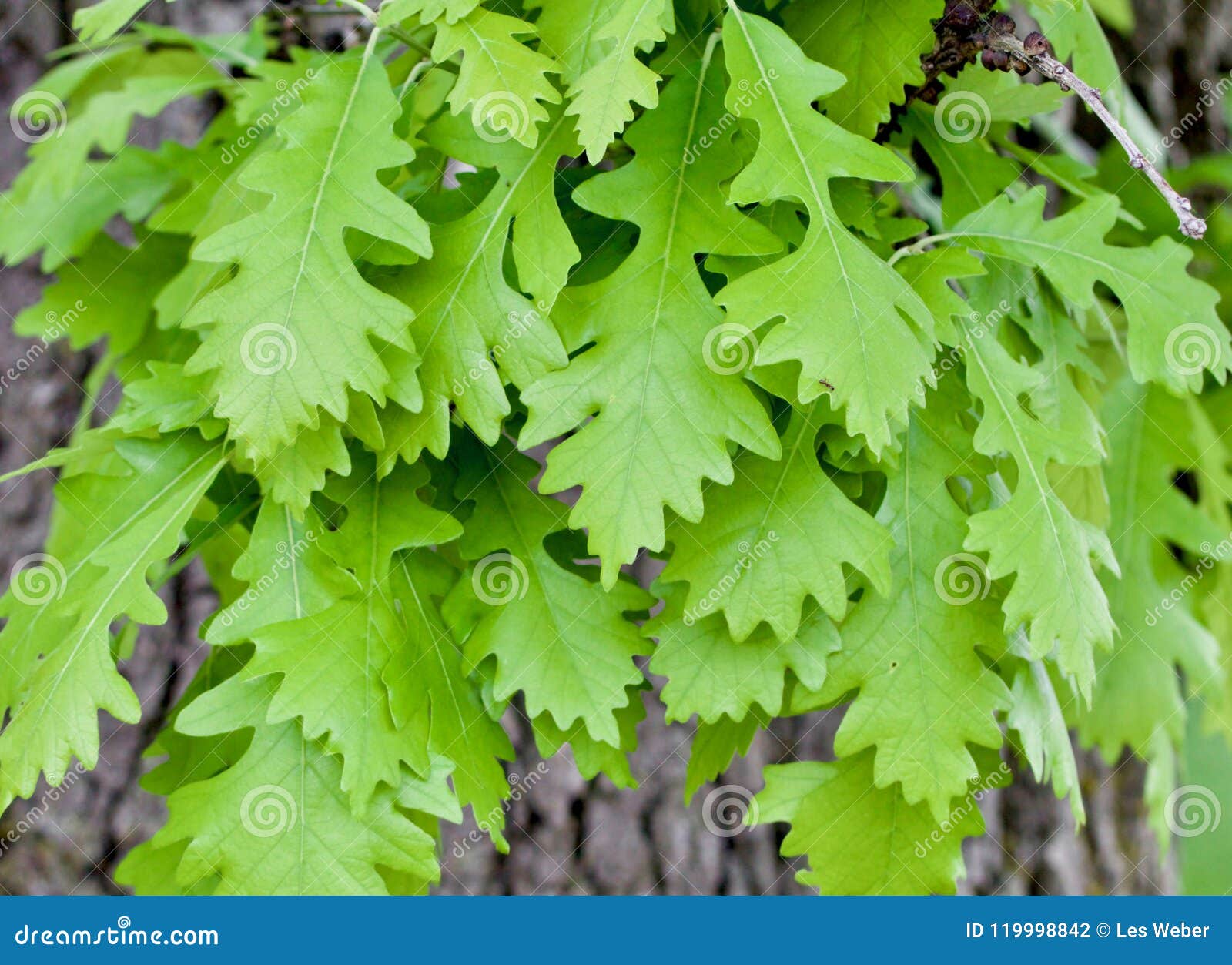 Nuevas Hojas Del Roble De La Primavera Foto de archivo - Imagen de ...