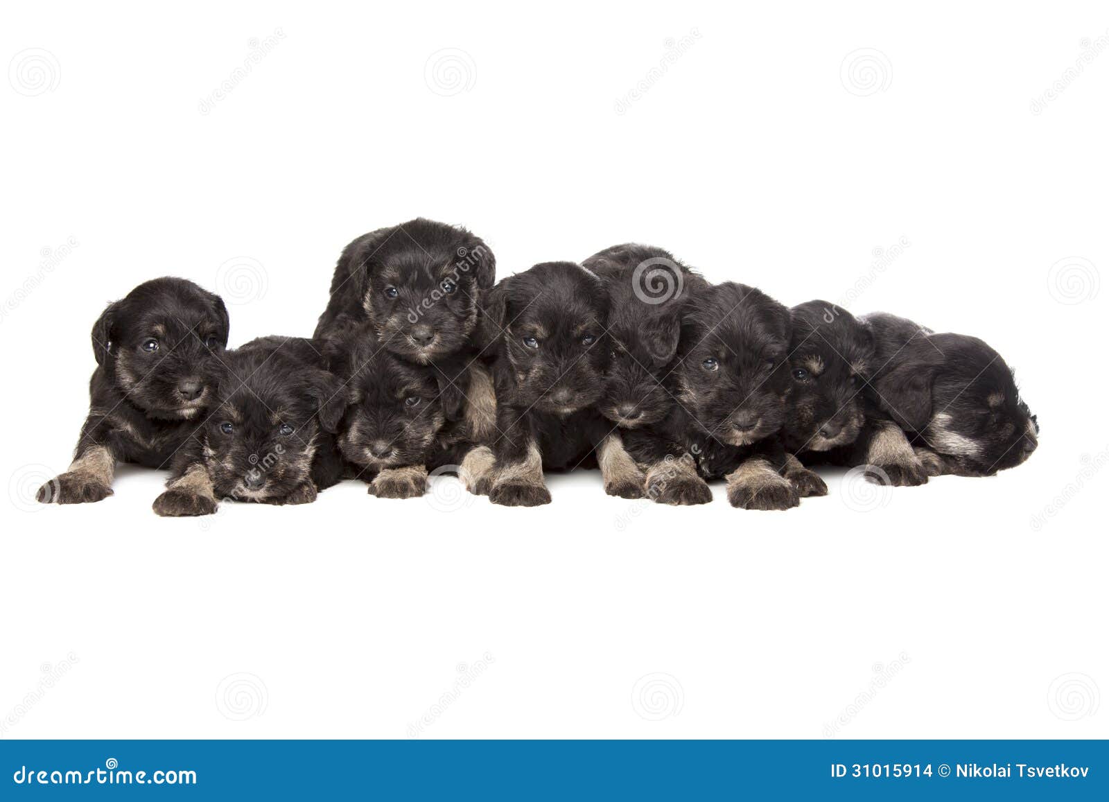 Nueve Perritos Negros De Schnauzer Miniatura Foto de archivo - Imagen ...