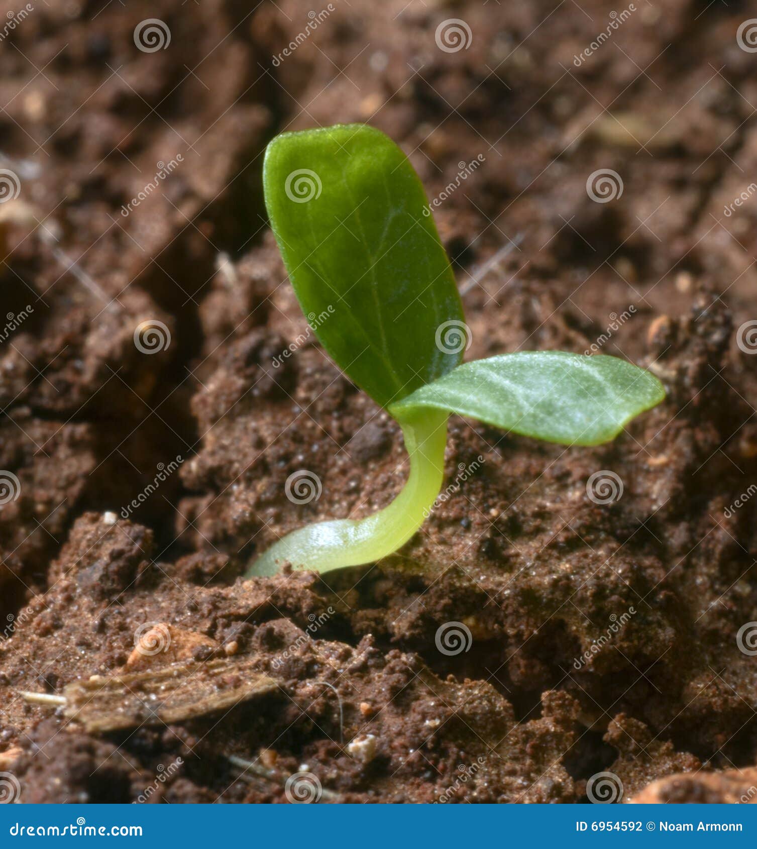 Nuevo brote foto de archivo. Imagen de suelo, principios - 6954592