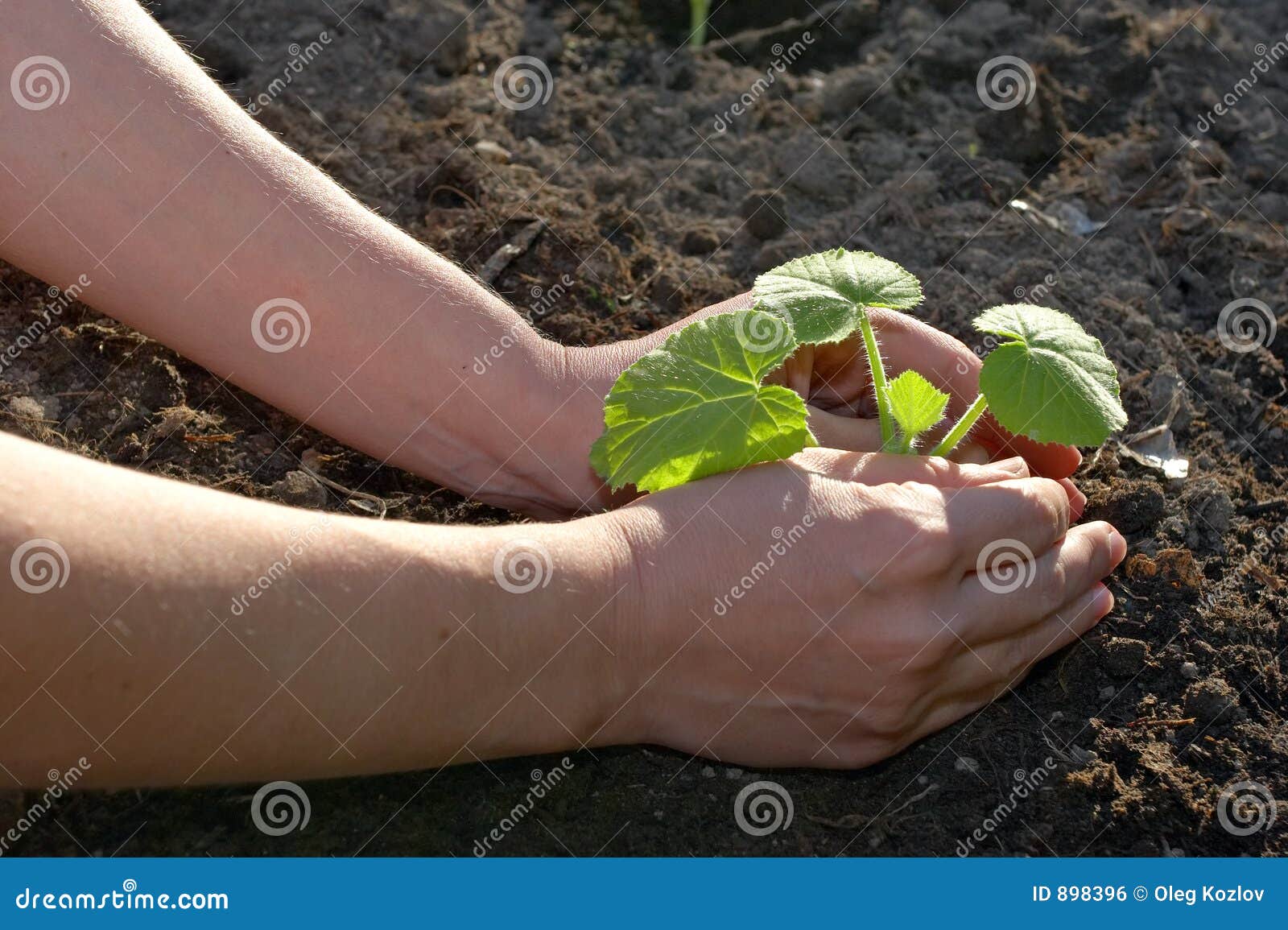 Nuevo brote foto de archivo. Imagen de brote, seguridad - 898396