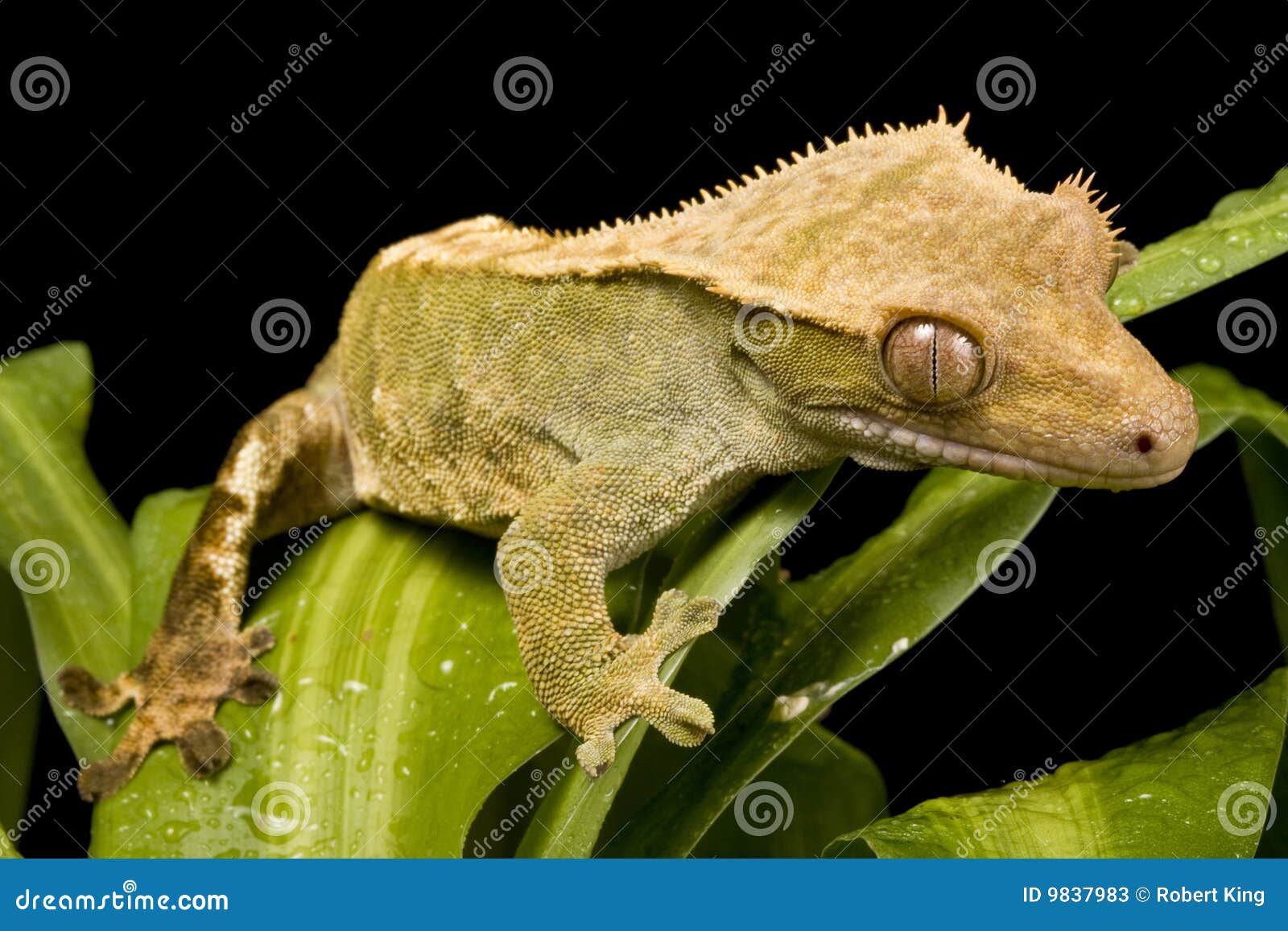 Nuevo Gecko caledonio imagen de archivo. Imagen de grande - 9837983