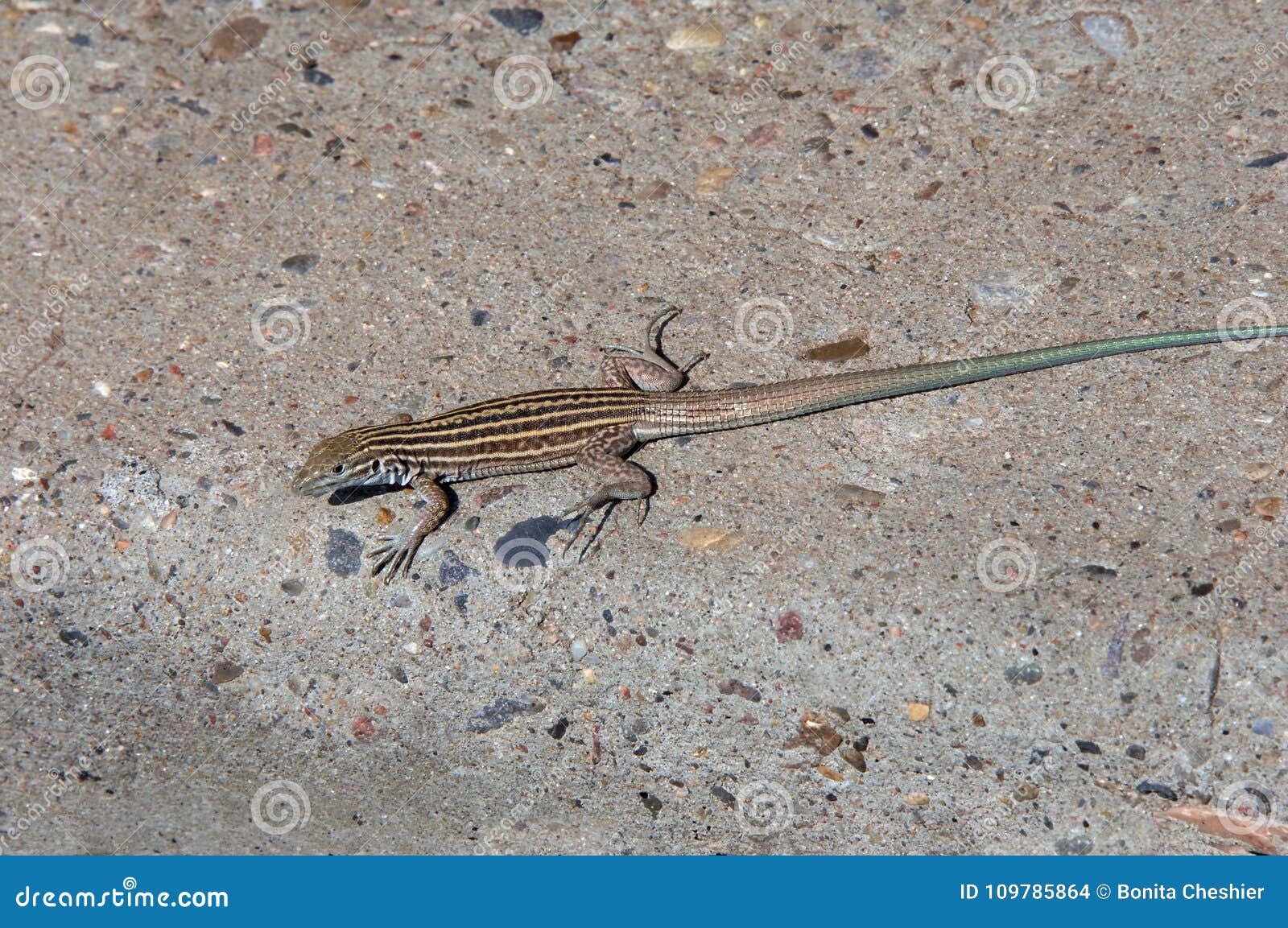 Nuevo mexicano Whiptail foto de archivo. Imagen de reptil - 109785864