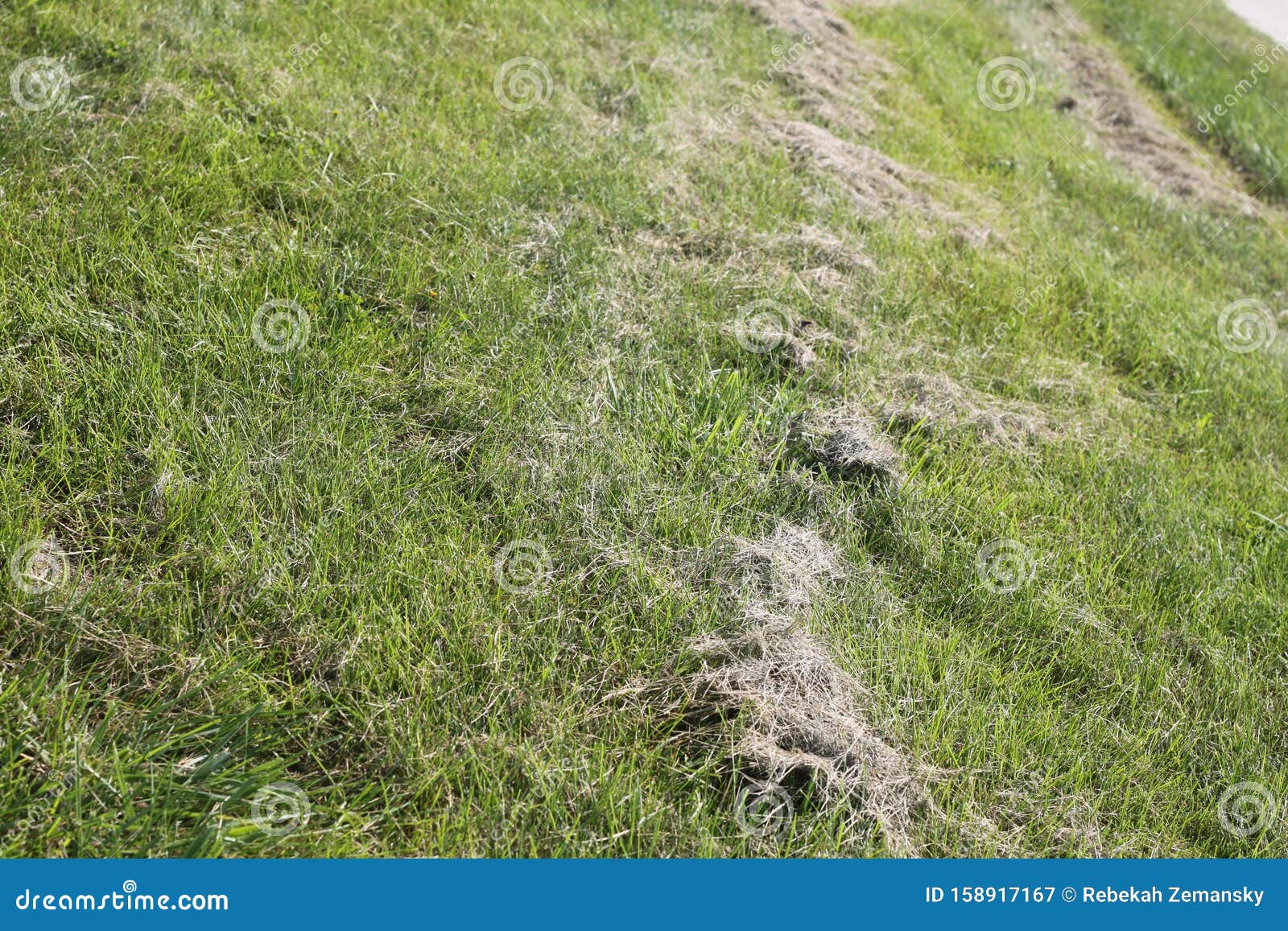 Nuevo pasto cortado 3485 imagen de archivo. Imagen de cosecha - 158917167