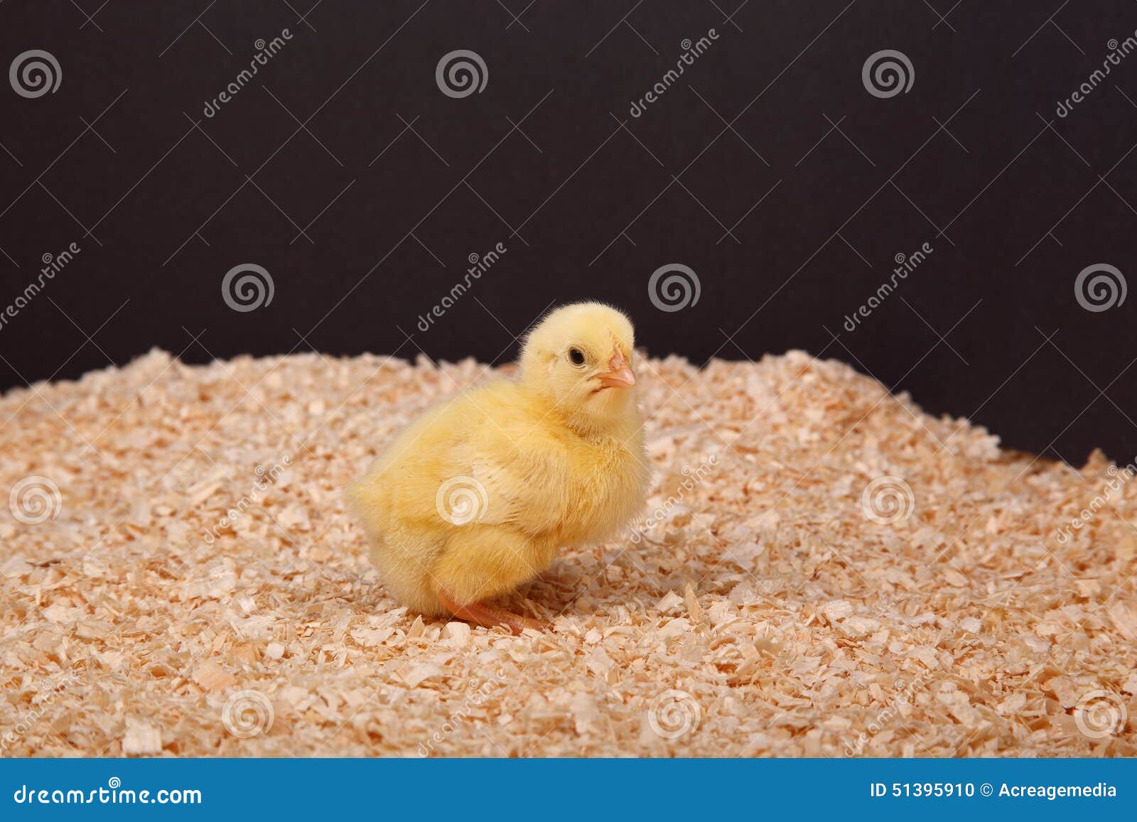 Nuevo polluelo foto de archivo. Imagen de bebé, aves - 51395910