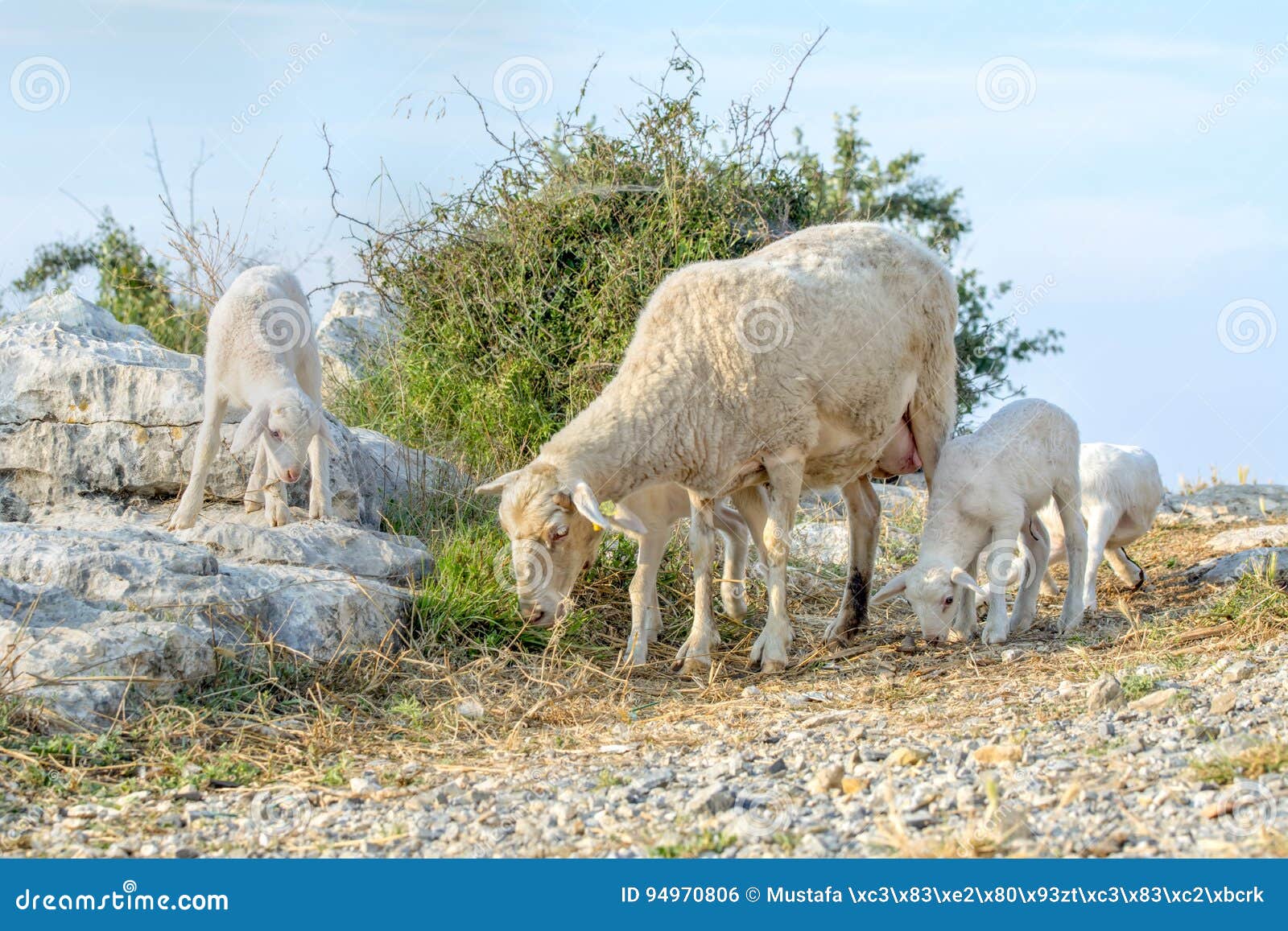Nuevos corderos del bebé foto de archivo. Imagen de culturas - 94970806