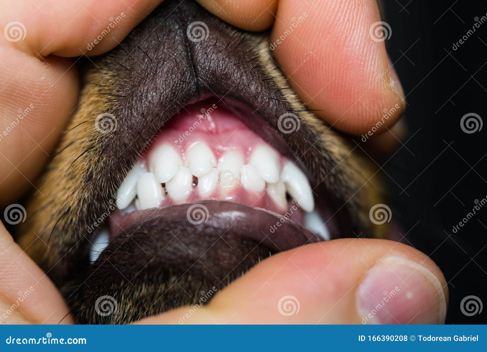 Nuevos Dientes En Perro a Los 6 Meses De Edad Foto de archivo - Imagen ...