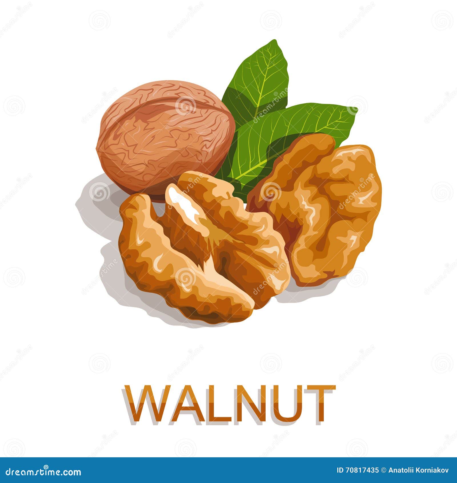 Nuez ilustración del vector. Ilustración de sano, bocado - 70817435