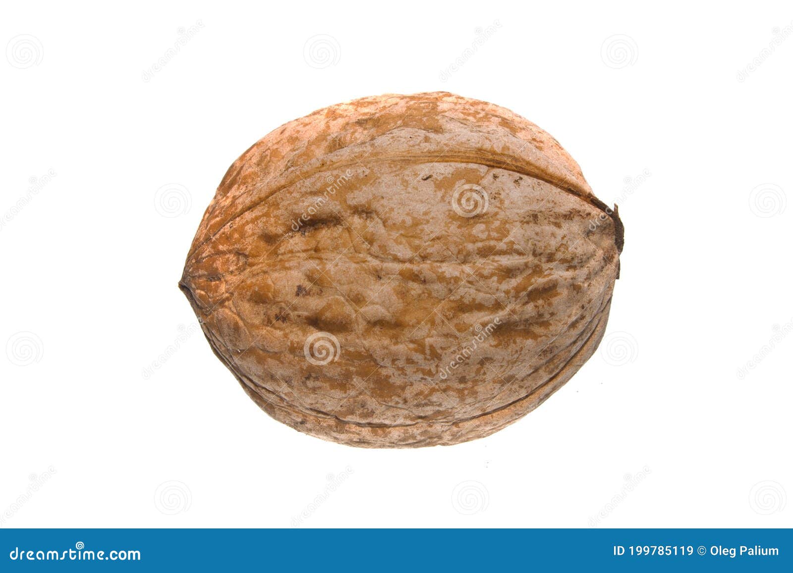 Nuez Aislada En Fondo Blanco Imagen de archivo - Imagen de fondo ...