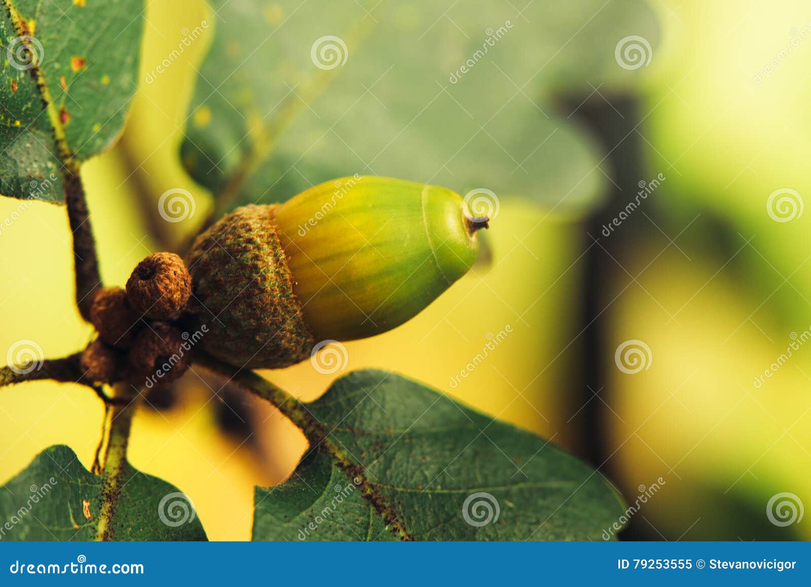 Nuez de bellota del roble imagen de archivo. Imagen de verde - 79253555