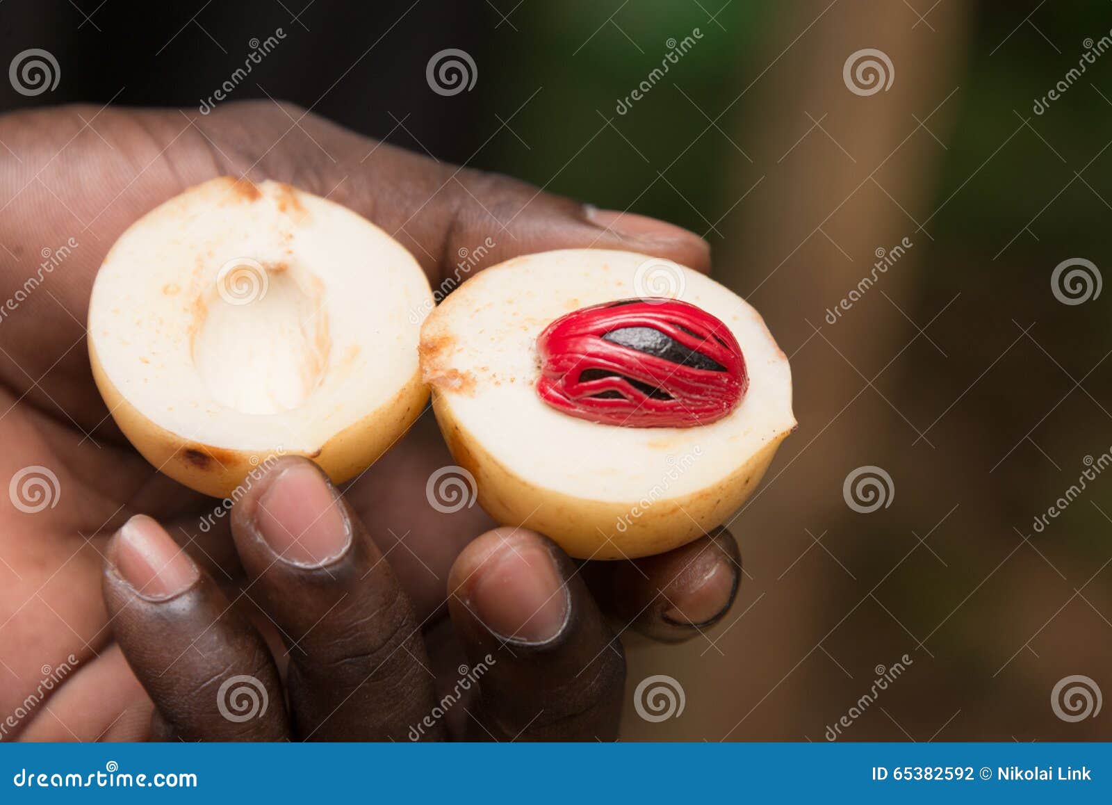 Nuez Moscada Moscada Y Macis Foto de archivo - Imagen de recientemente ...