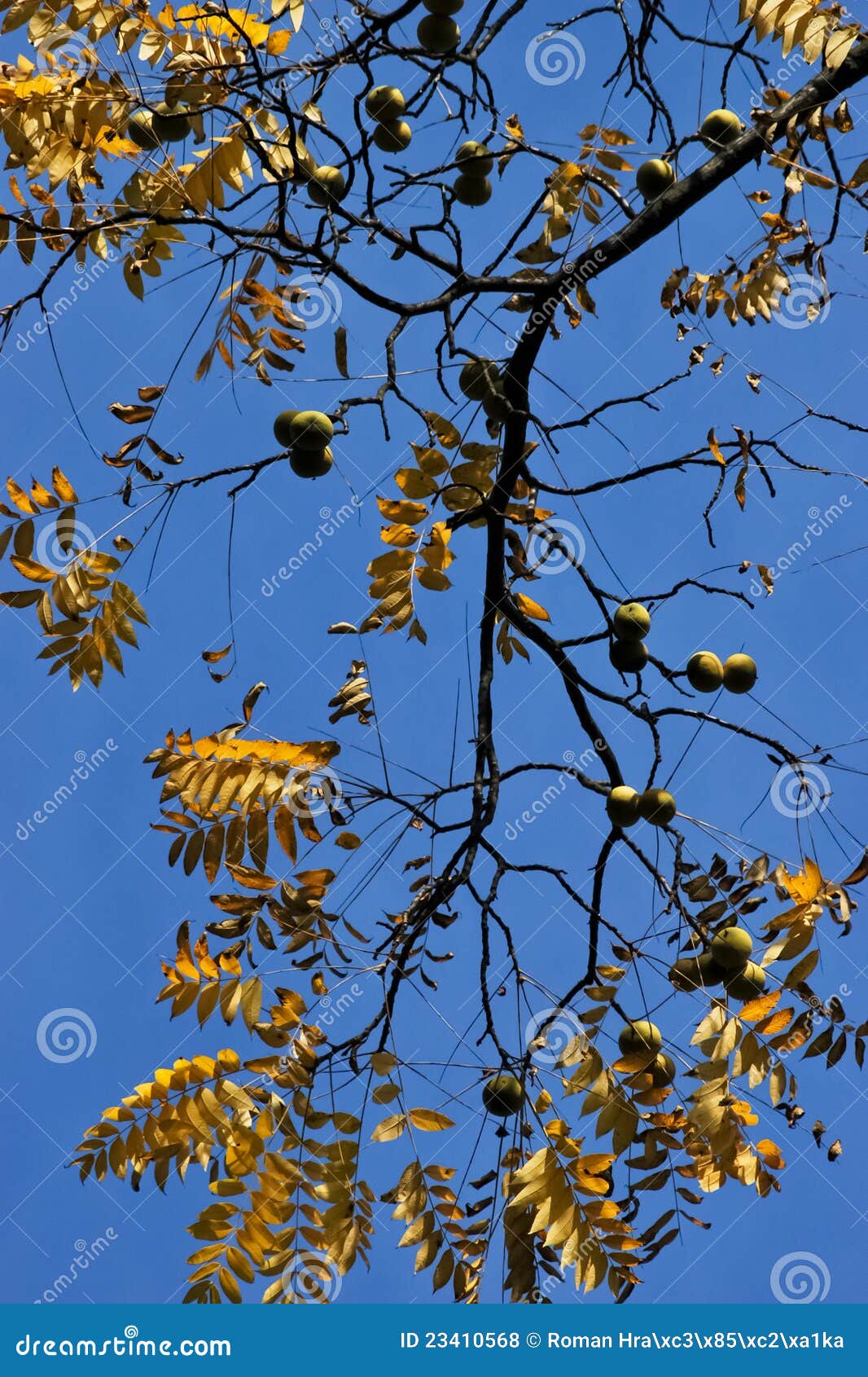 Nuez negra foto de archivo. Imagen de sano, brillante - 23410568