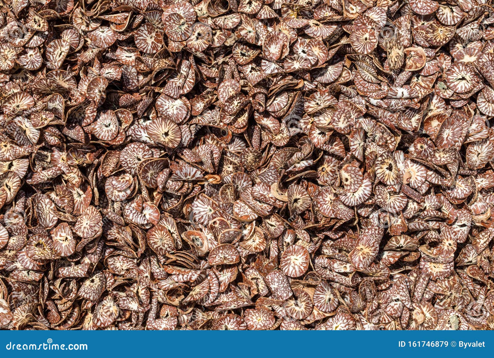 Nuez Seca De Nuez Picada Como Fondo Imagen de archivo - Imagen de sabor ...