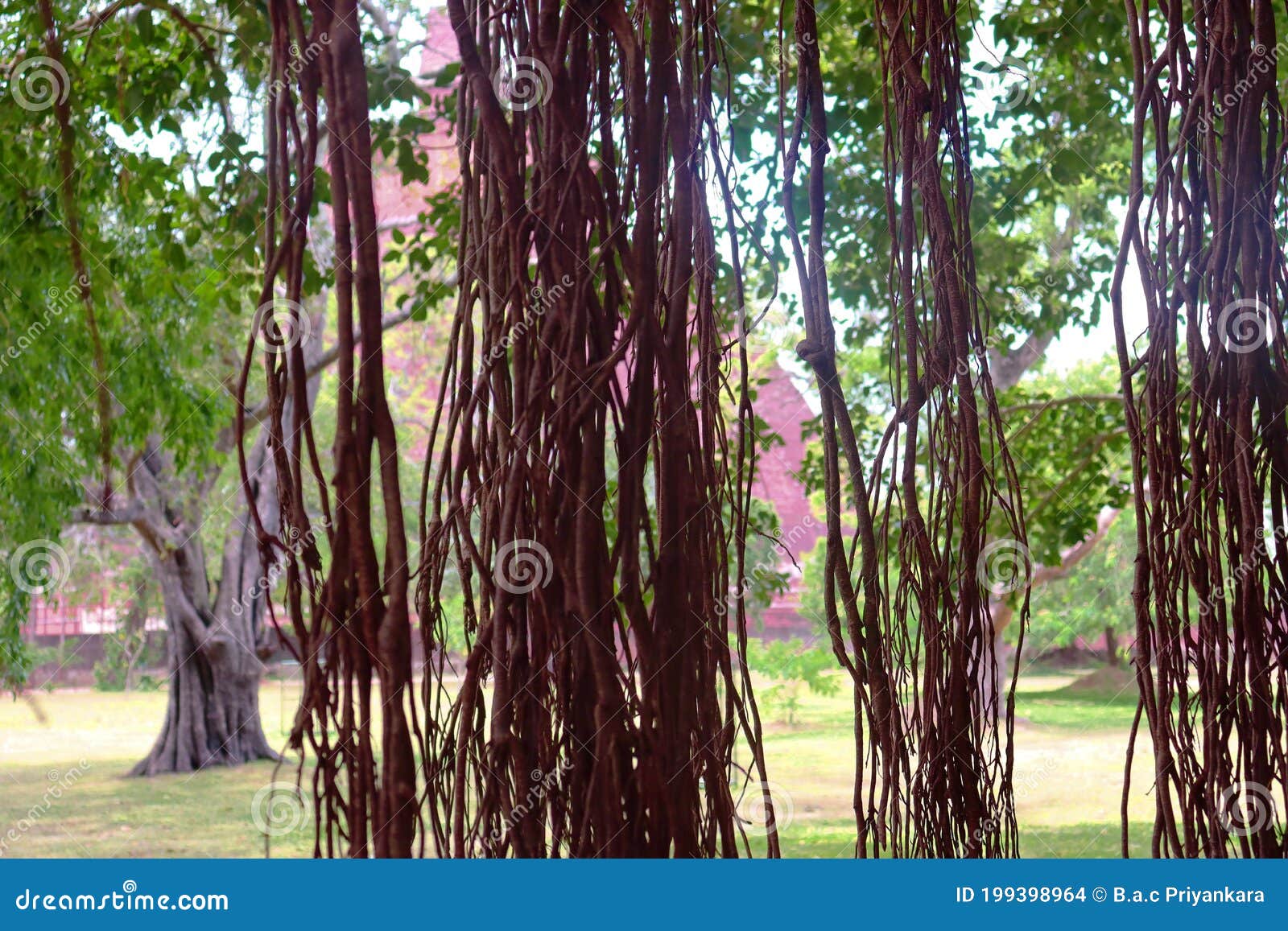 Bundle of Nuga Vines Hanging on Tree Stock Photo - Image of plant ...