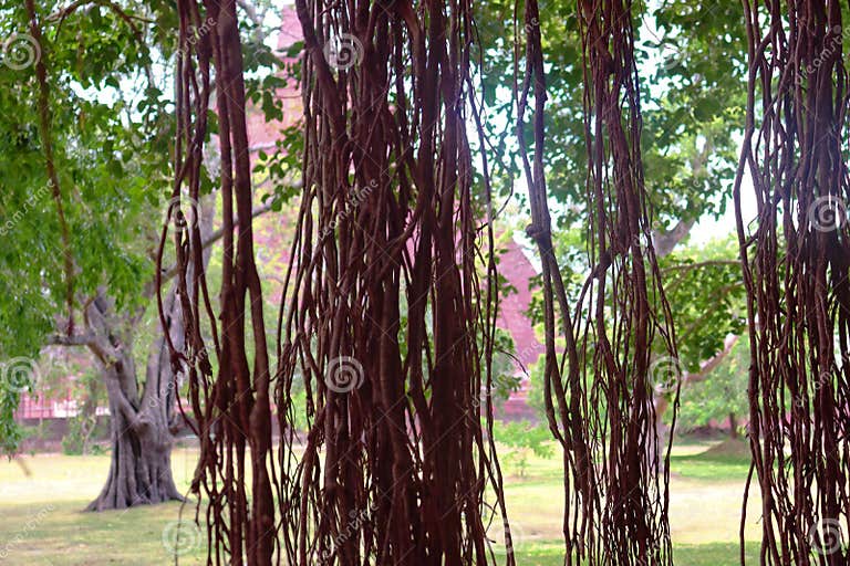 Bundle of Nuga Vines Hanging on Tree Stock Photo - Image of plant ...