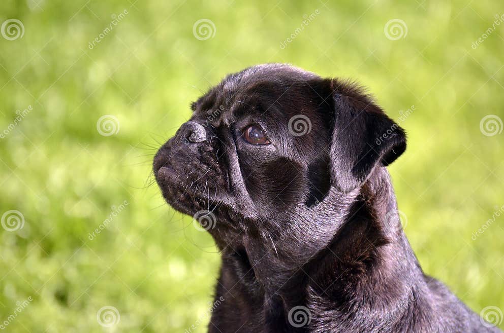 Black pug sunbathing. stock photo. Image of soaking, black - 71326012