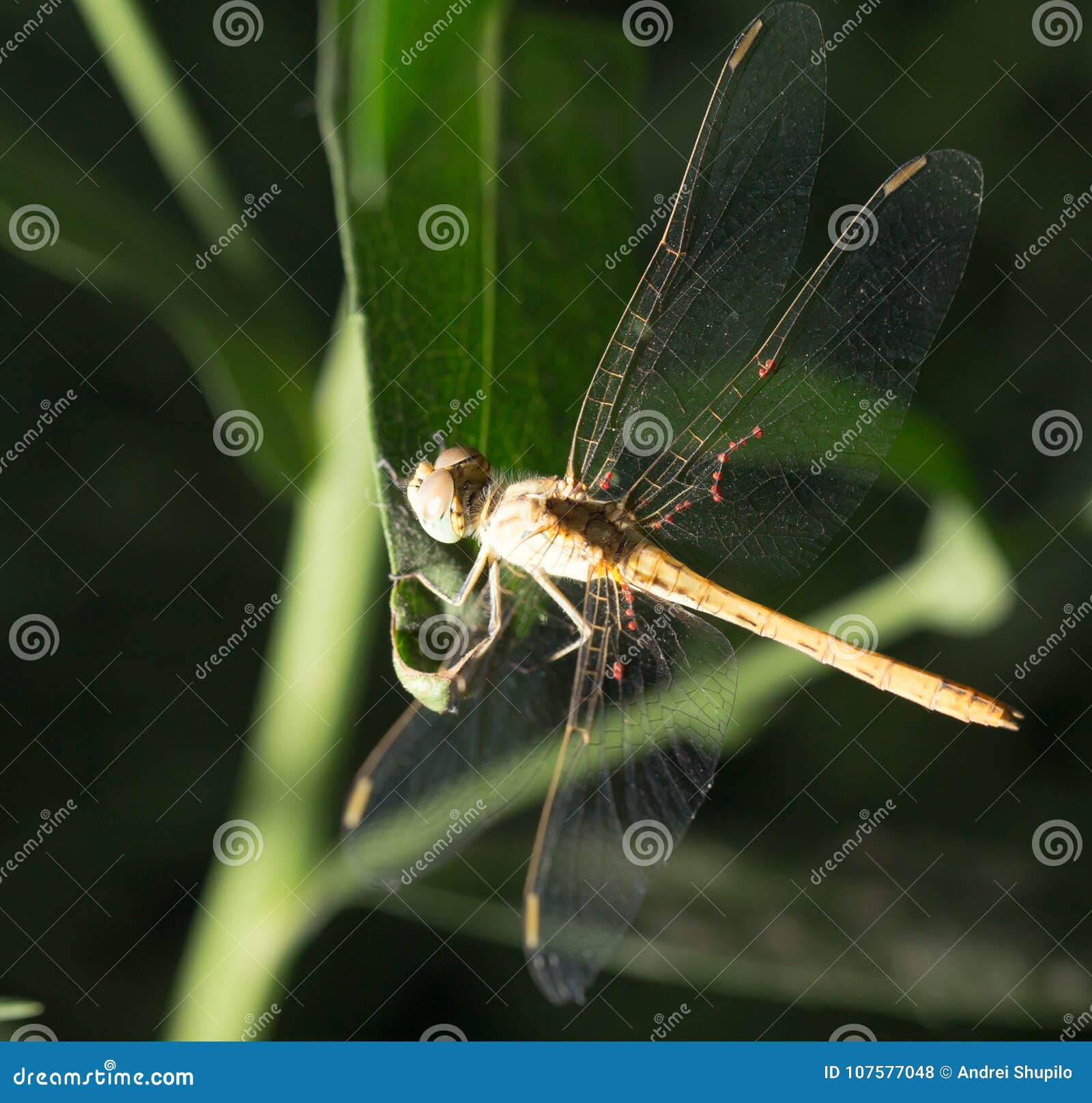 Nuit De Libellule Photos Stock - Téléchargez 385 Photos libres de droits