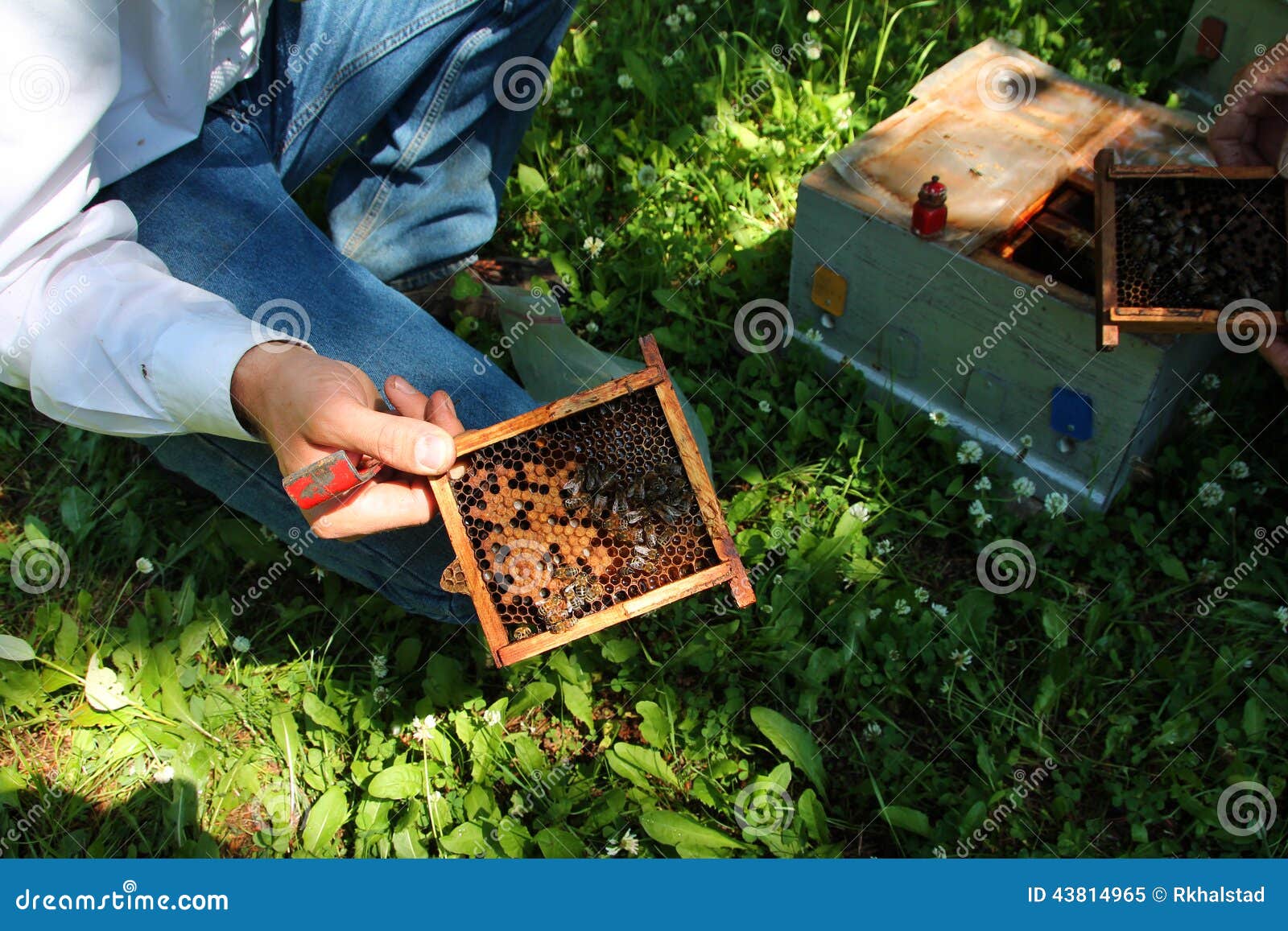 Nuke Bee Frame stock image. Image of honey, beeframe - 43814965
