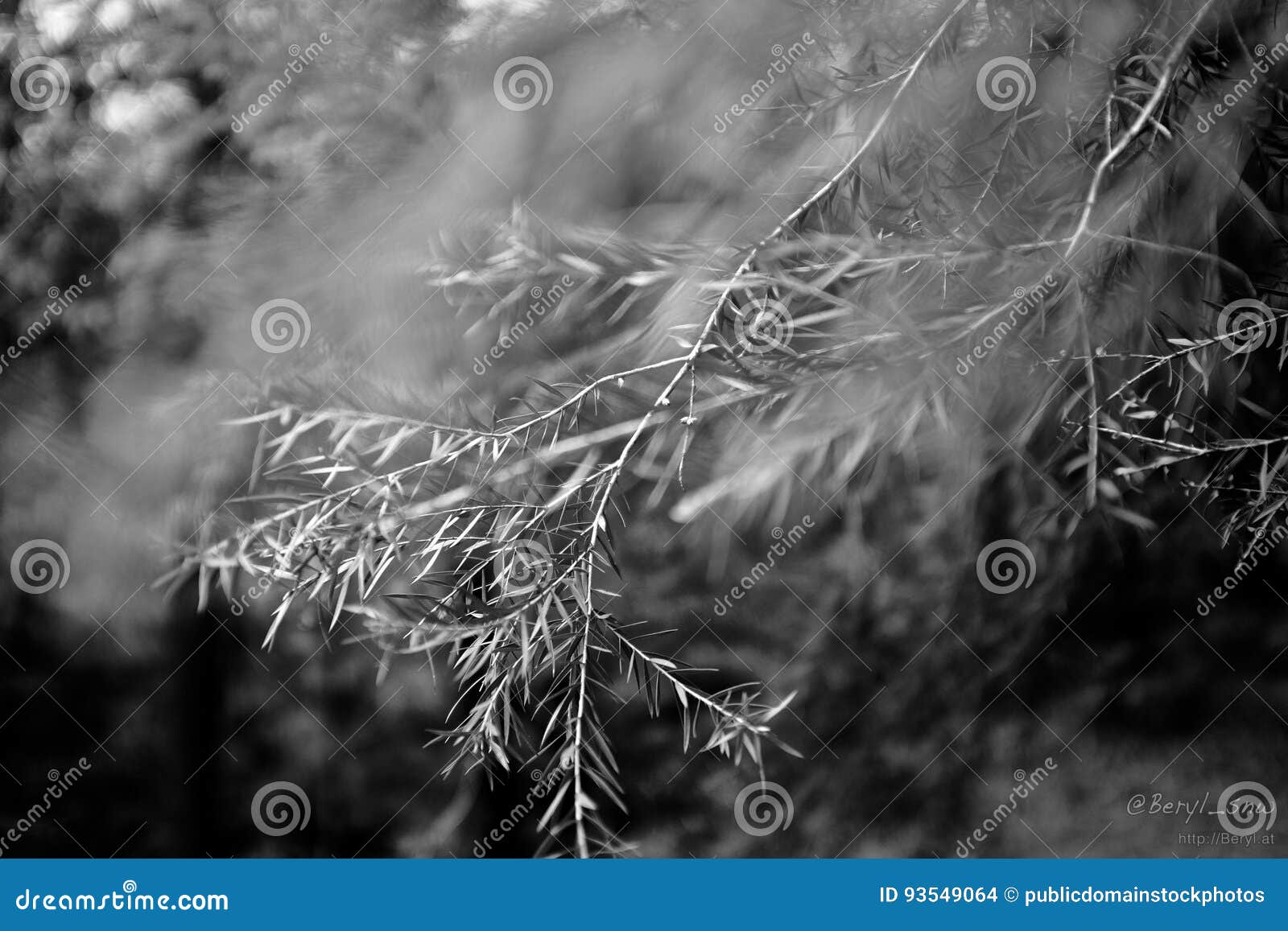 Null Picture. Image: 93549064