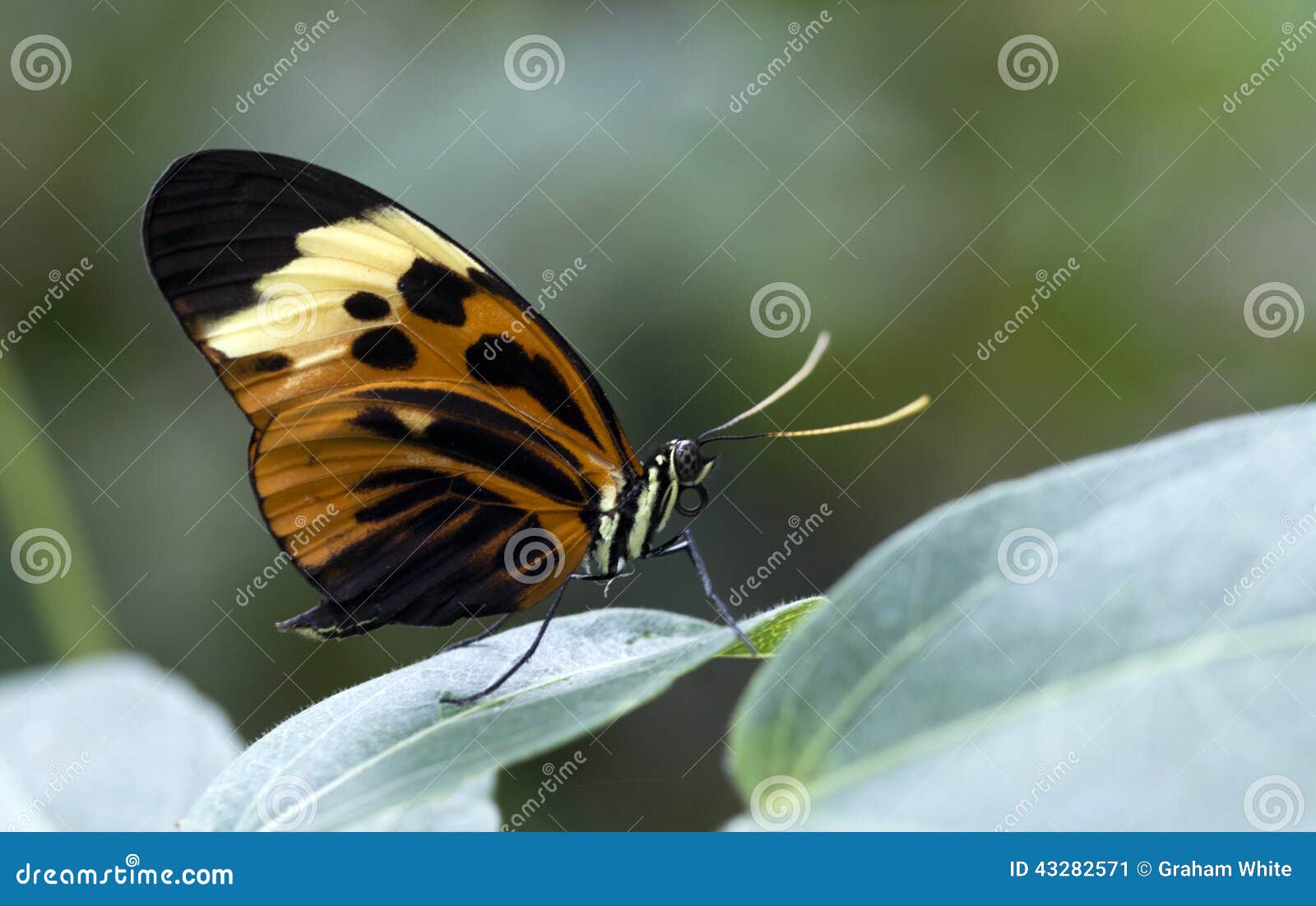 The Numata Longwing (Heliconius Numata) Stock Image - Image of longwing ...