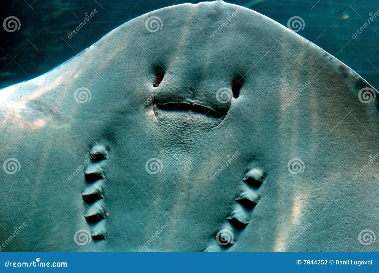 Numb-fish stock photo. Image of torpedo, shock, electric - 7844252