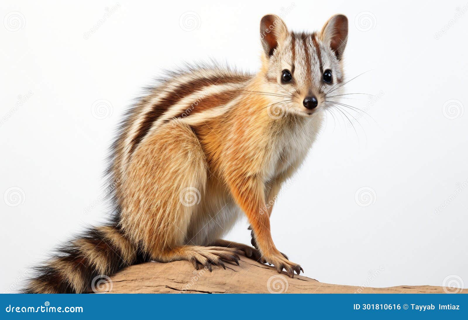 Numbat Animal Isolated On A Transparent Background . Royalty-Free Stock ...