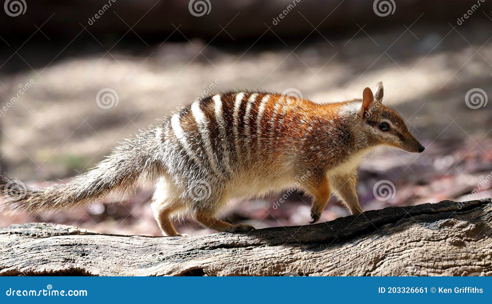 Numbat, Myrmecobius Fasciatus, Is A Very Rare Marsupials, Australia ...