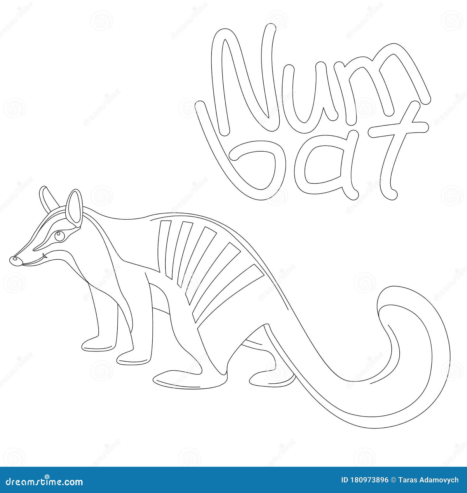 Numbat , Vector Illustration,lining Draw, Profile Stock Vector ...