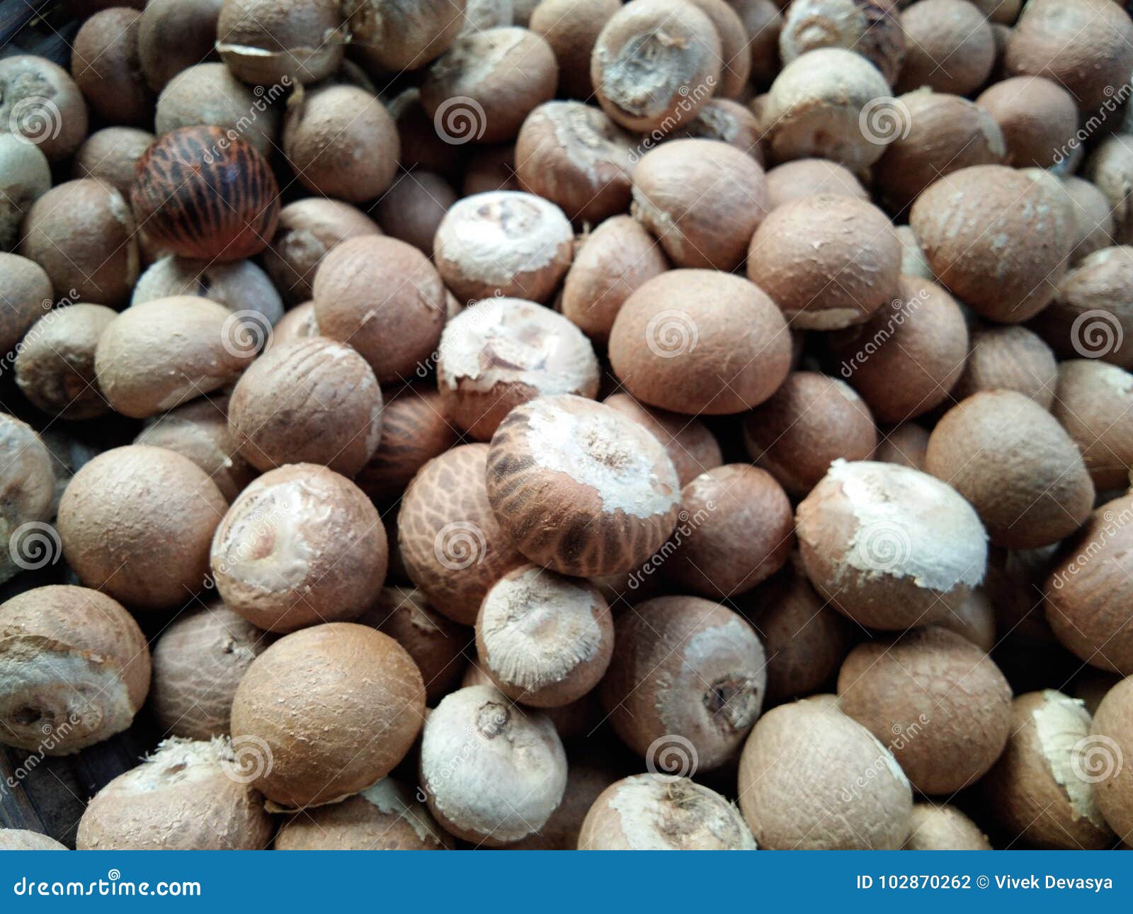 Arecanut stock photo. Image of crop, eating, kerala - 102870262