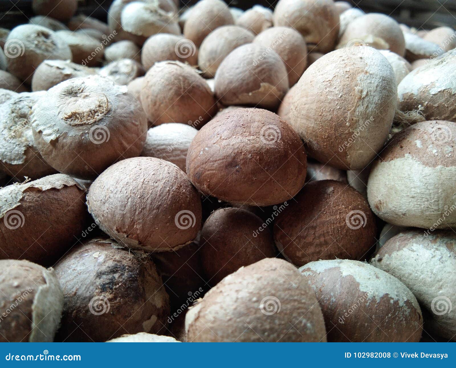Arecanut stock photo. Image of asia, acre, adike, item - 102982008