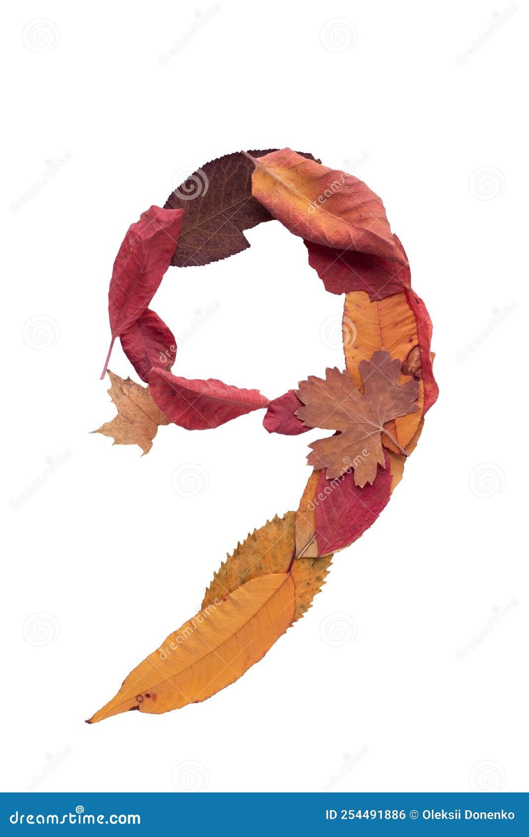 Number 9 Autumn Leaves Isolate on White Background Stock Photo - Image ...