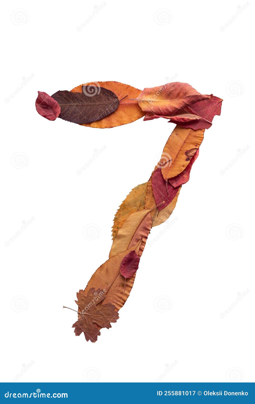 Number 7 Autumn Leaves Isolate on White Background Stock Image - Image ...
