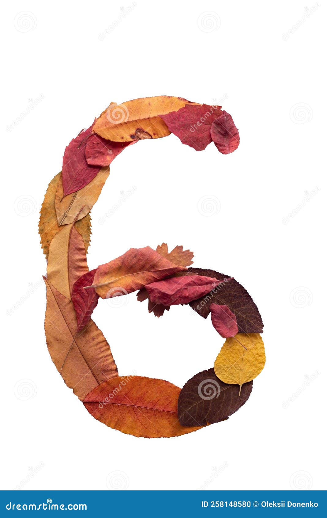 Number 6 Autumn Leaves Isolate on White Background Stock Photo - Image ...