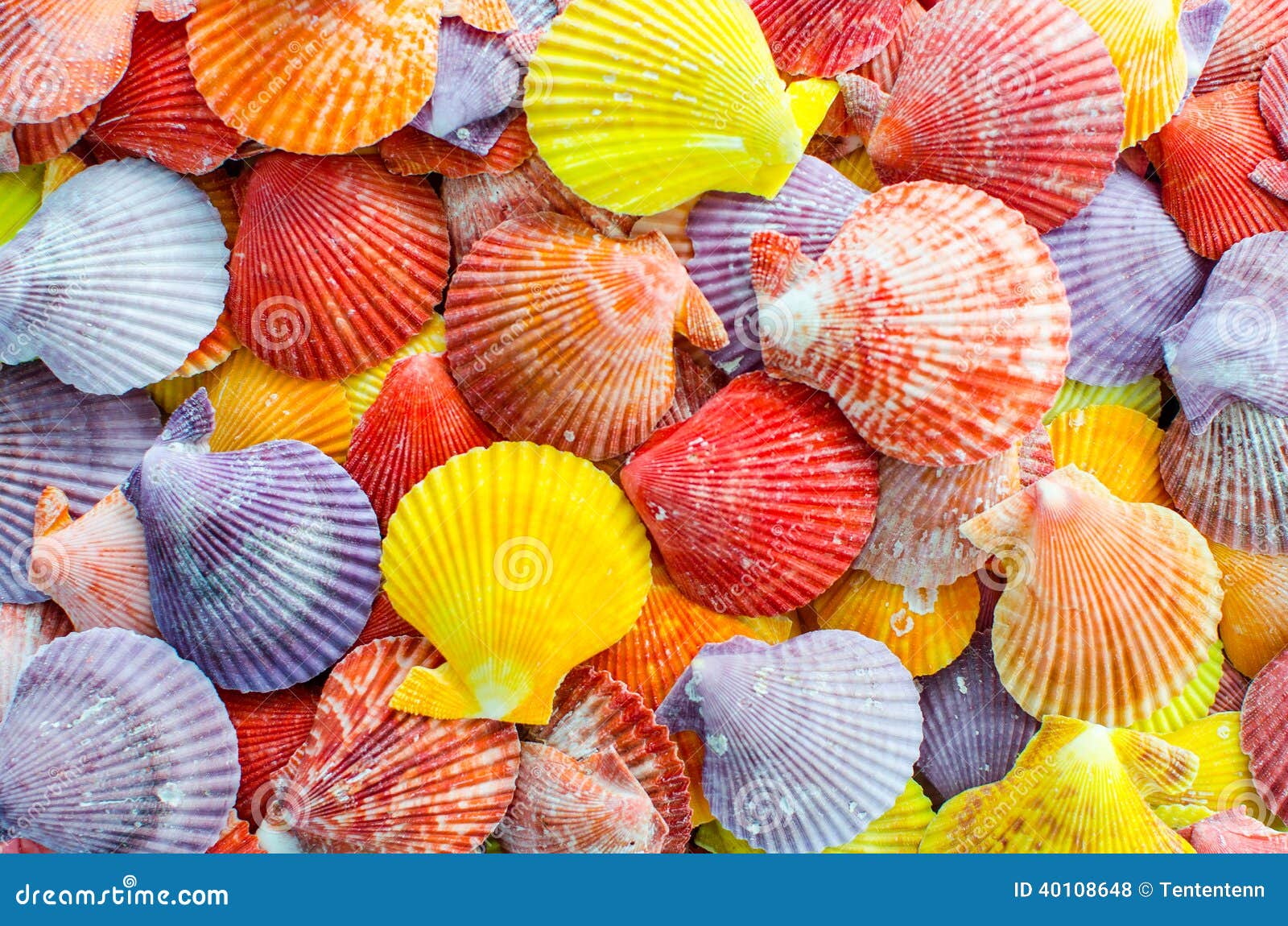 Colorful Scallop Shells Stock Photography | CartoonDealer.com #360852056