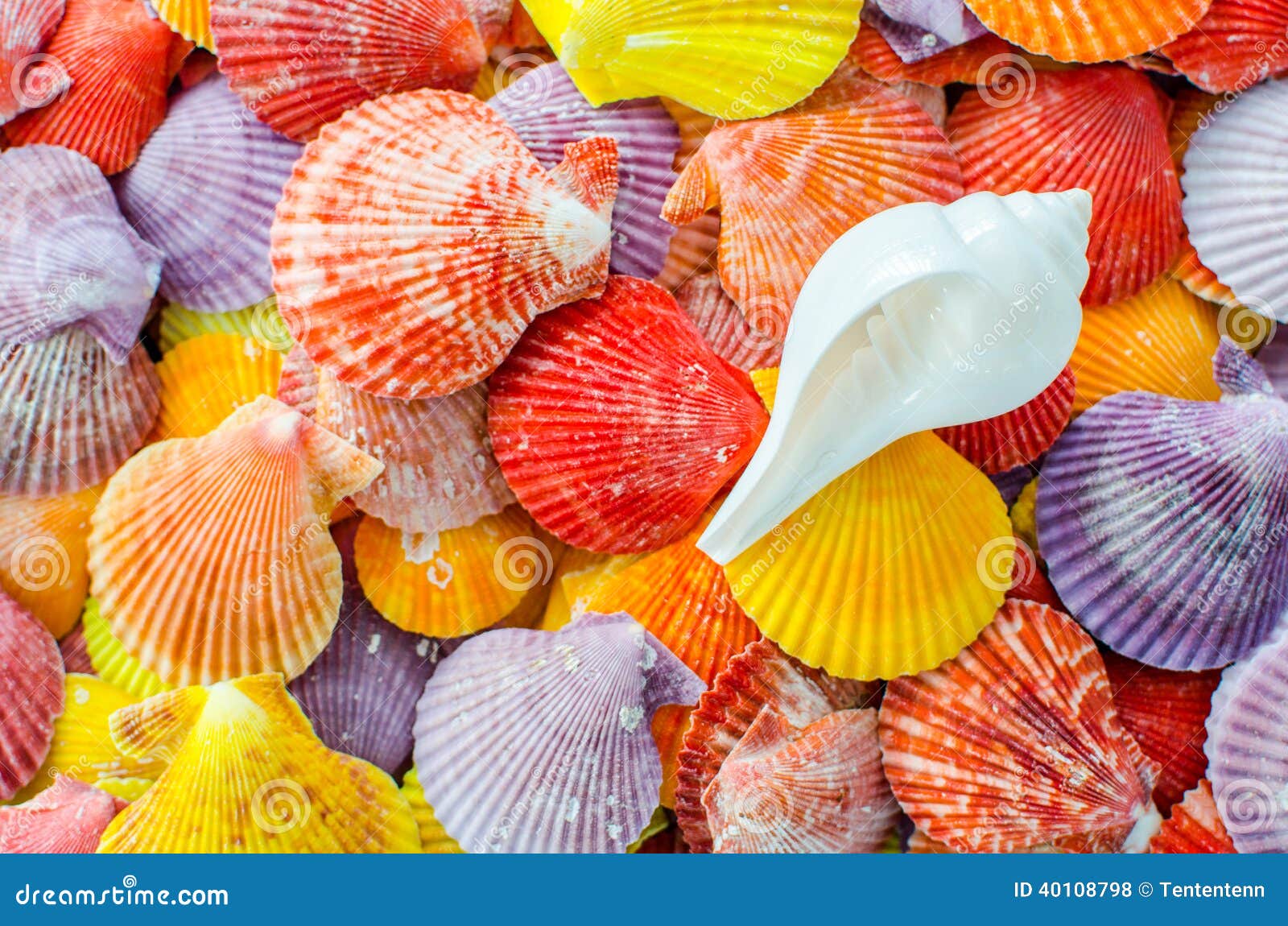 A Number Of Colorful Scallop Seashell And White Seashell Background ...
