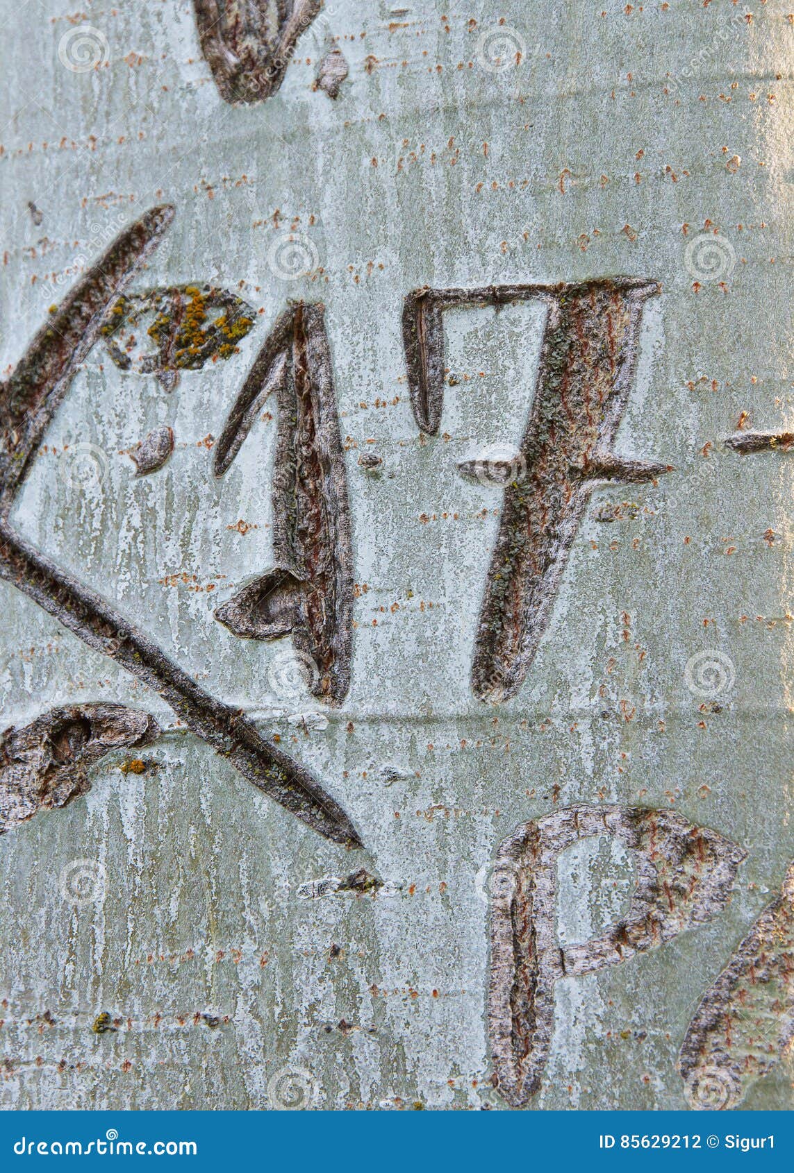 Engraved Tree Stock Photography | CartoonDealer.com #1314446