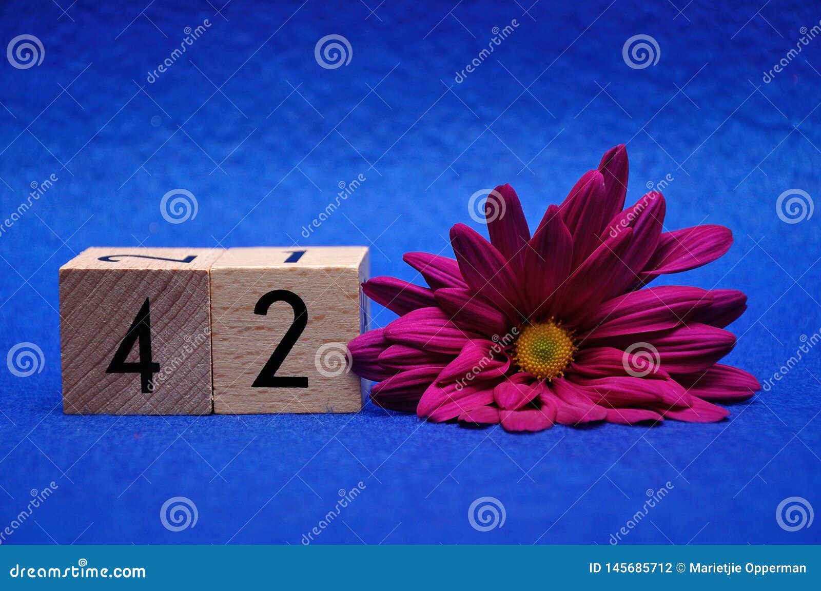 Number 2 Of The Daisy Flower On A Gray Background Royalty-Free Stock ...