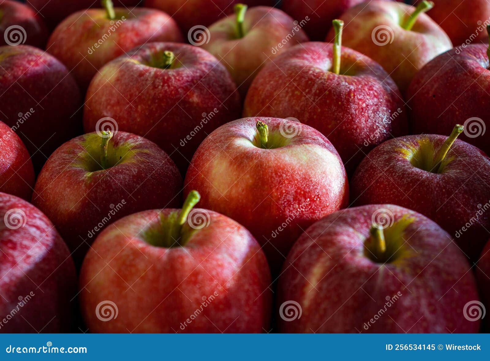 Number of Fresh Red Apples, a Closeup Shot Stock Image - Image of ...