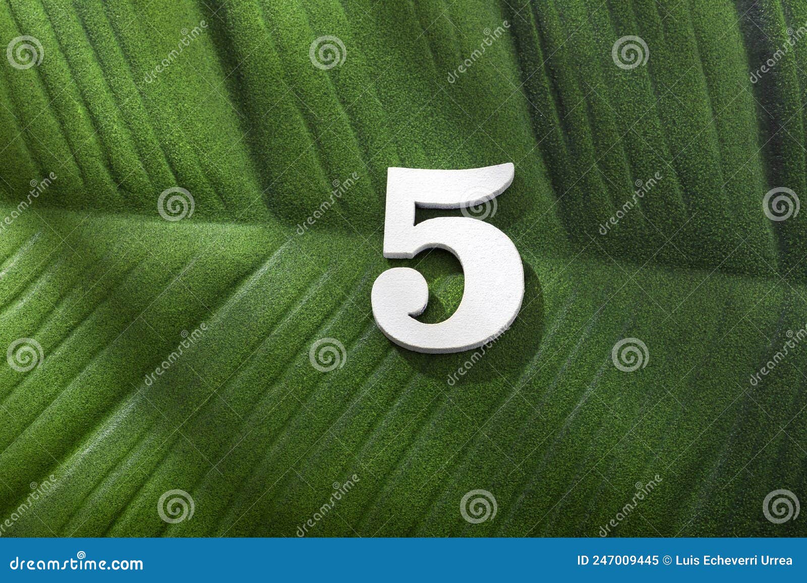Number 5 - Green Leaf of Tropical Plant Stock Image - Image of foliage ...