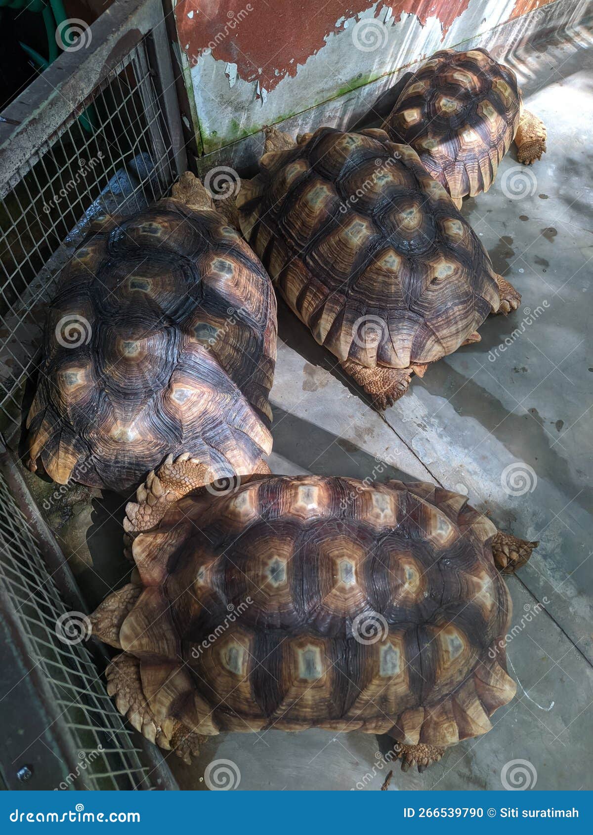 A Number of Healthy Turtles Were in the Cage Stock Photo - Image of ...