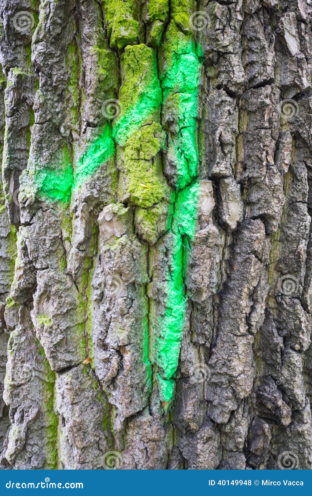 Number one tree bark stock photo. Image of painted, background - 40149948