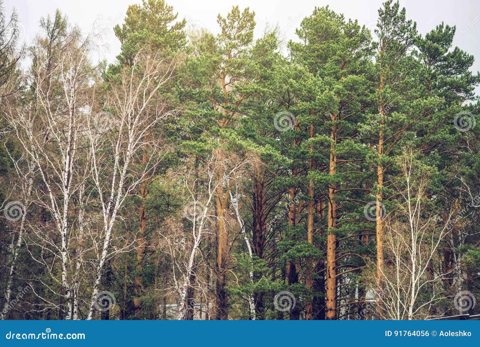 6,129 Number Pine Stock Photos - Free & Royalty-Free Stock Photos from ...