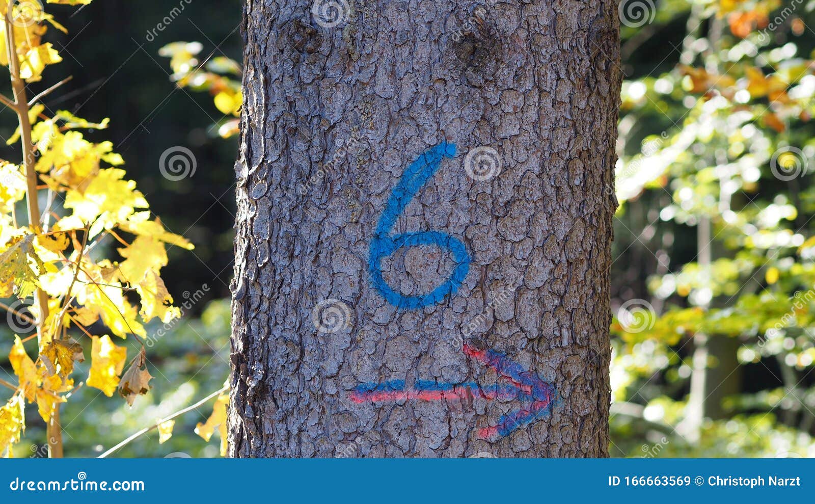 Number 6 Sprayed on Tree with Arrow Showing To the Right. Stock Image ...