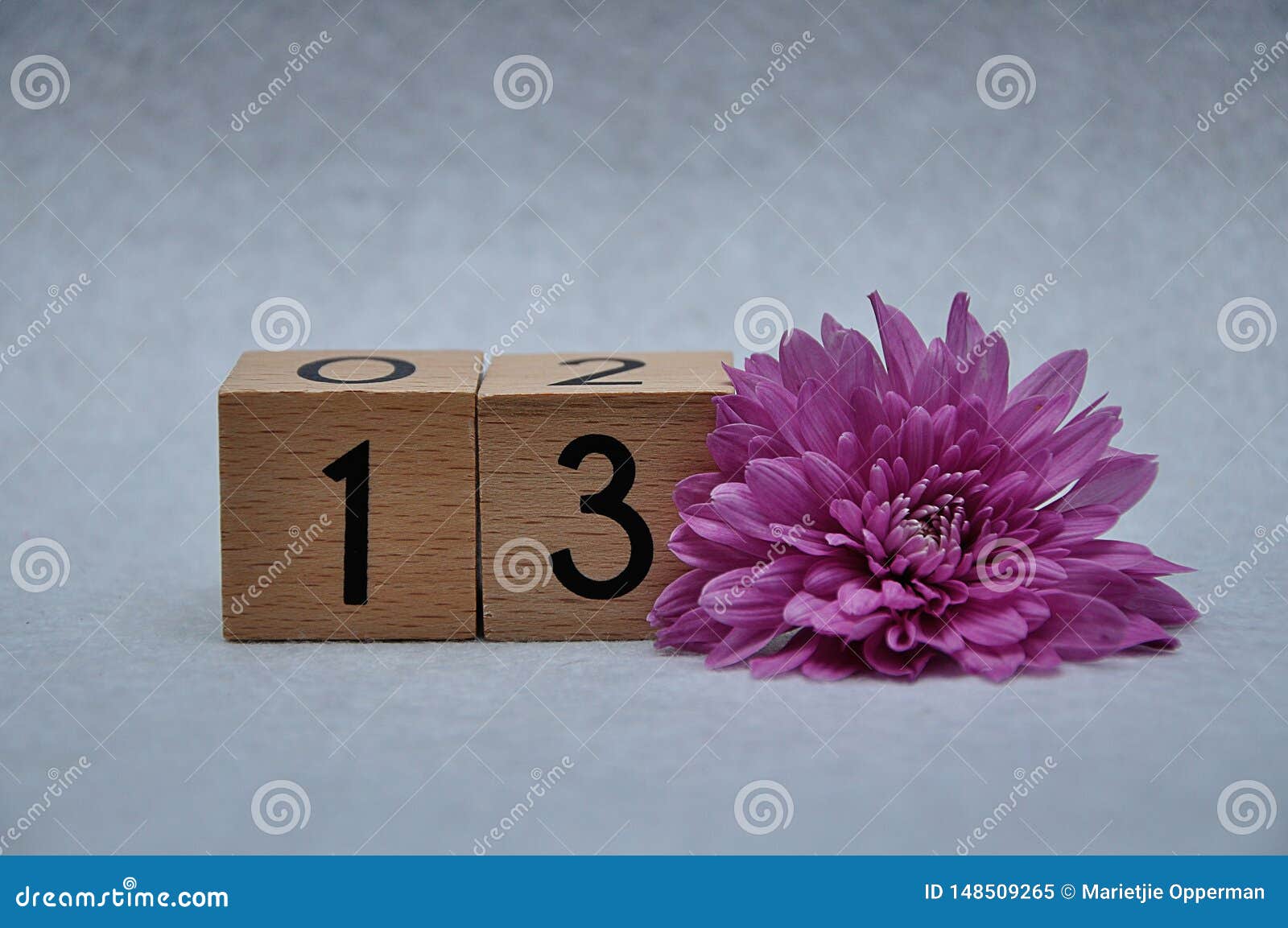 Number Thirteen with a Pink Aster Stock Image - Image of bloom, nature ...