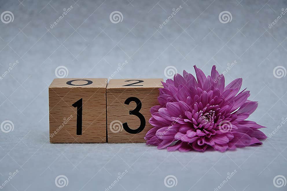 Number Thirteen with a Pink Aster Stock Image - Image of bloom, nature ...