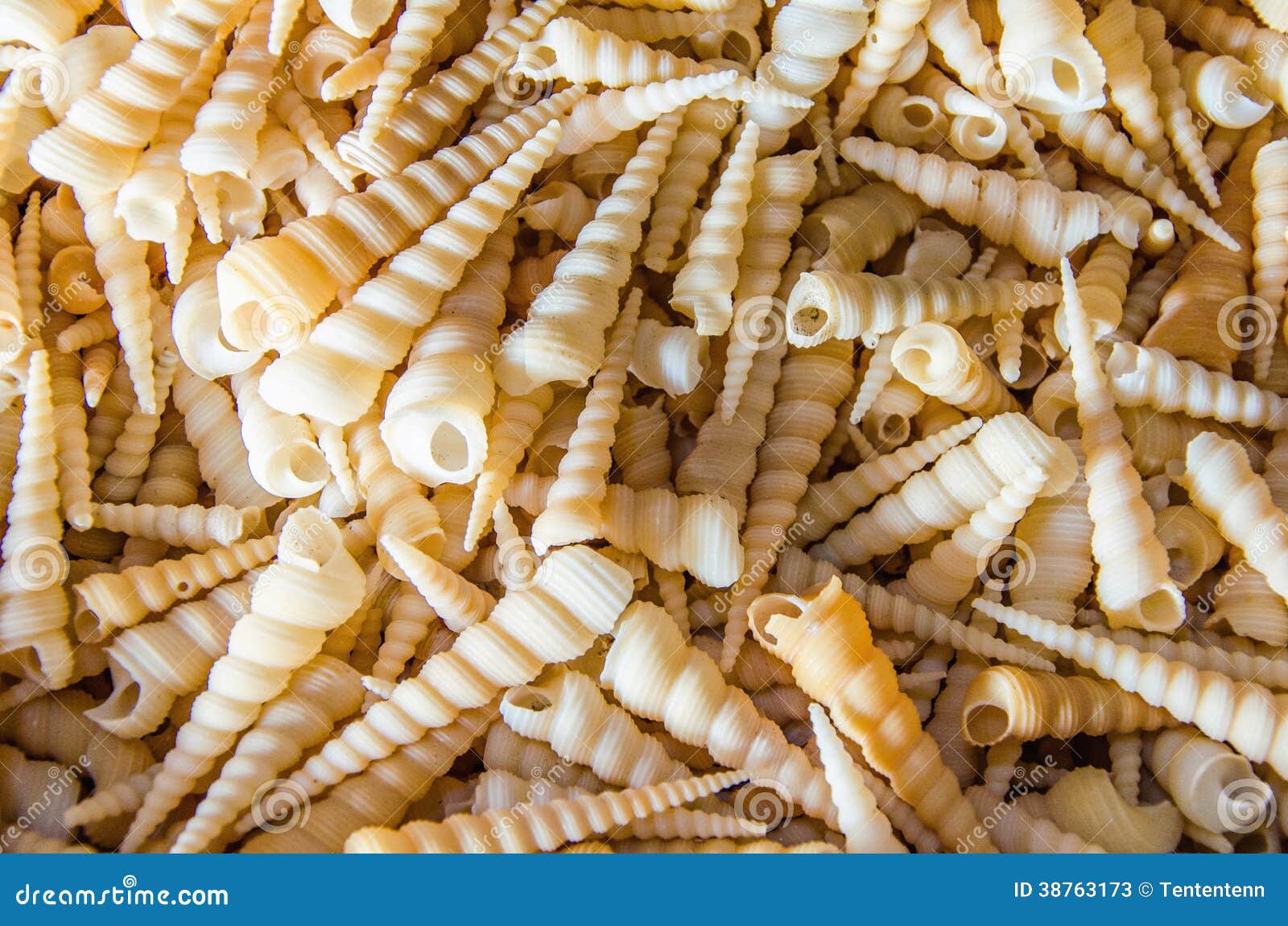 A Number of Turritella Auger Seashell Stock Image - Image of marine ...