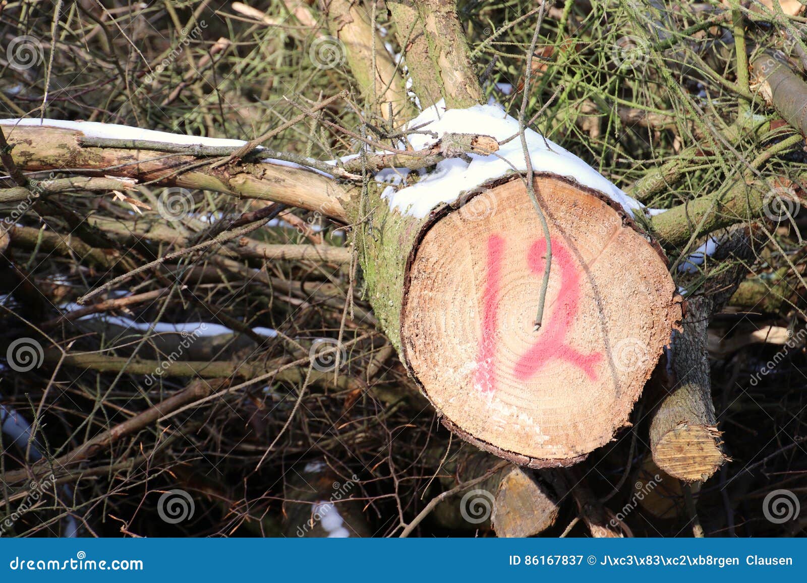 Number Twelve Wood Stack in he Forest Stock Image - Image of sunlight ...