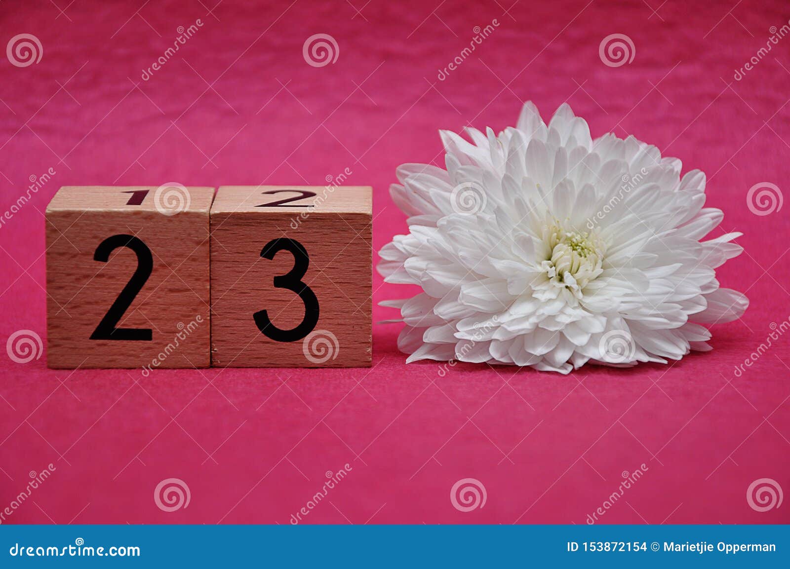 Number Twenty Three with a White Aster Stock Photo - Image of three ...