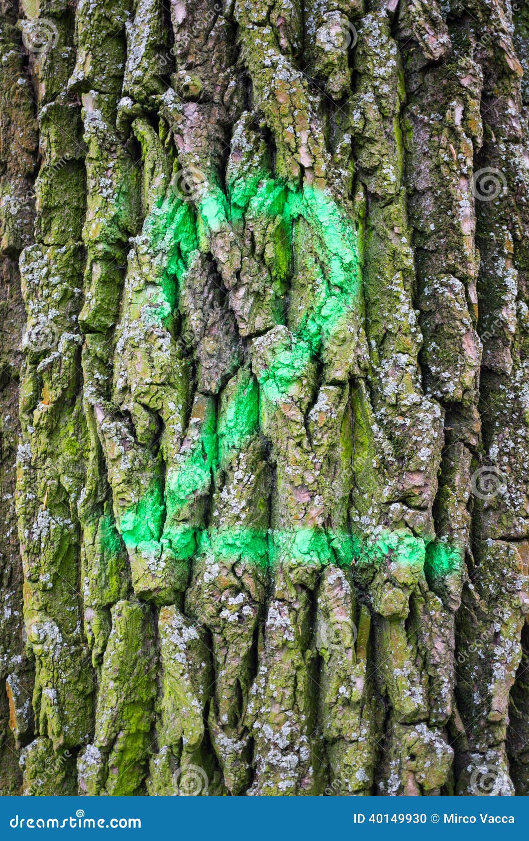 Number two tree bark stock photo. Image of nature, painted - 40149930