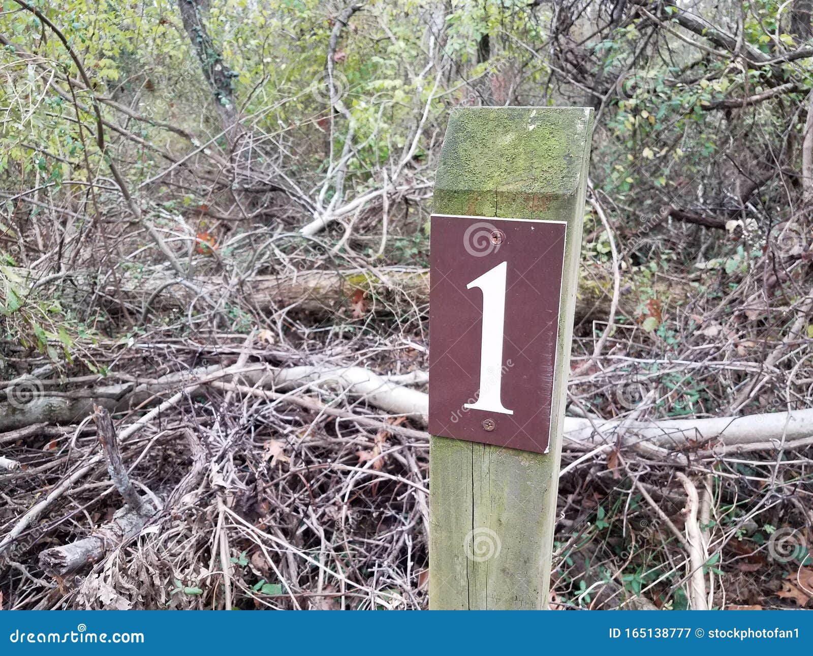The Number 1 on Wood Post in the Forest or Woods Stock Image - Image of ...