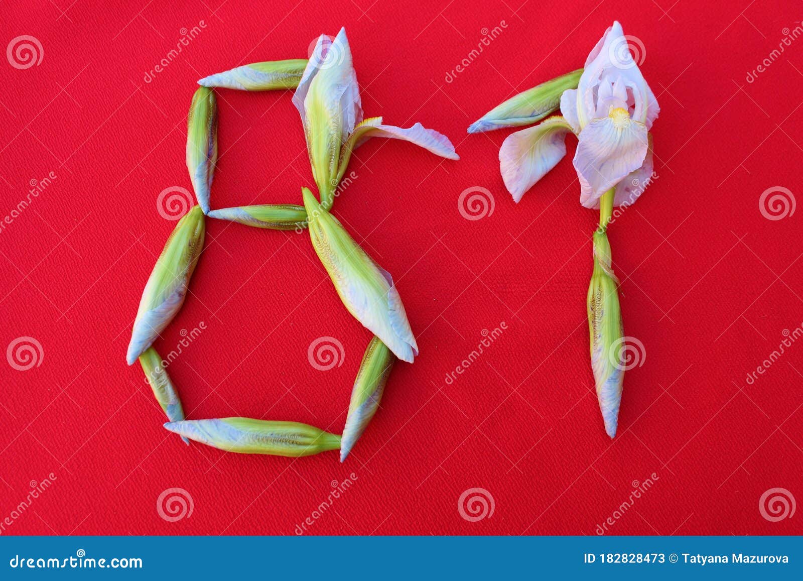 Number 81 Written by Fresh Iris Flowers on a Red Background. Number ...